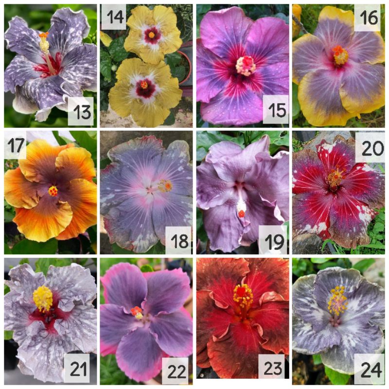 Keratan Cutting Pokok Bunga Raya Hibiscus Hybrid | Shopee Malaysia