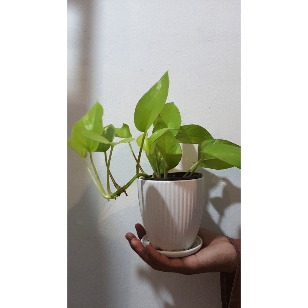 Neon Pothos Plant (Indoor Plant) | Shopee Malaysia