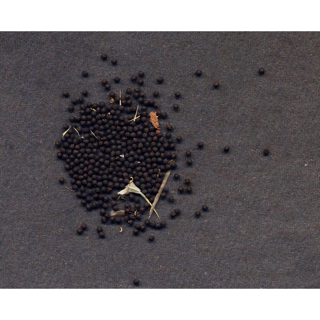 Mexican Prickly Poppy Seed/herba (Argemone Mexicana) black Satyanashi ...