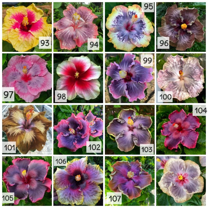 Keratan Cutting Bunga raya Hibiscus hybrid dan kampung | Shopee Malaysia