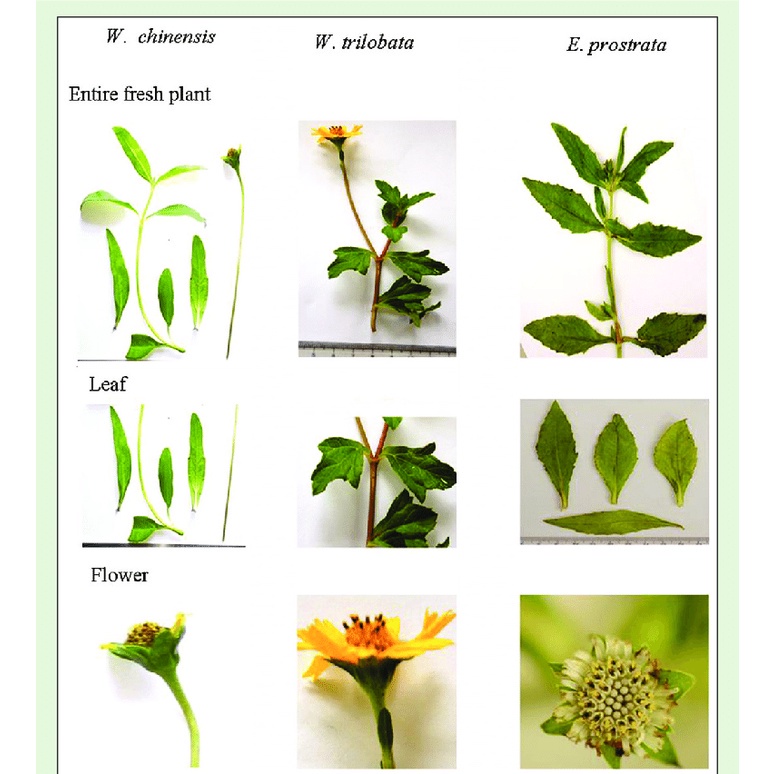 manjal karisalai yellow false daisy powder (wedelia chinensis ...