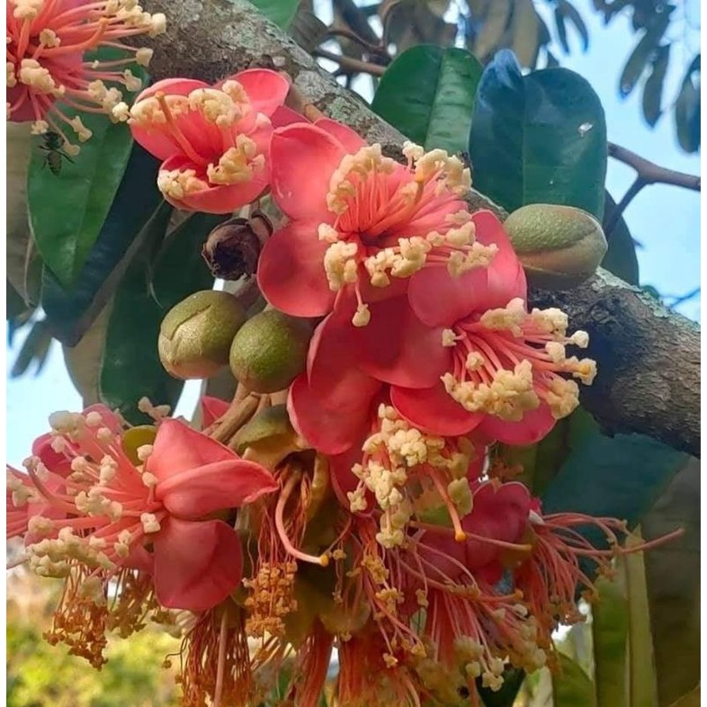 POKOK DURIAN JAWI PEKAN PAK LAH / JP PAK LAH | Shopee Malaysia