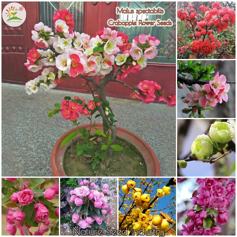 Malus spectabilis Seeds for Planting (100 seeds/pack, Mix Color ...