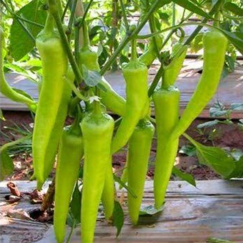 20Pcs Benih Cili 051-Lada Solok Panjang F1 Hybrid/ pepper seeds ...