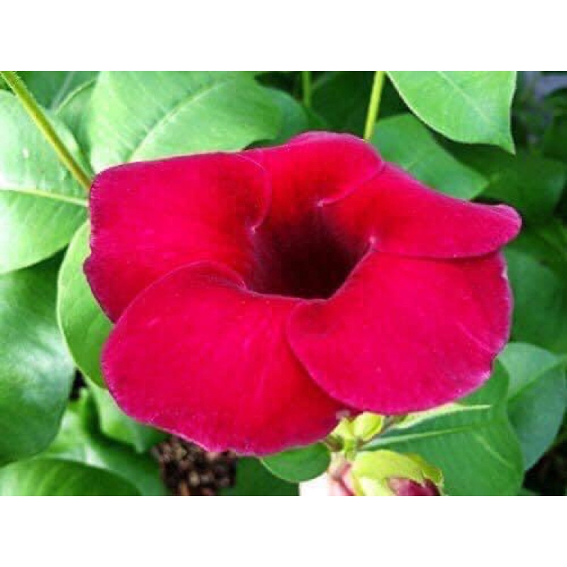 Pokok Bunga Alamanda Merah blackcurrant Beazillian red wine Plant bunga ...