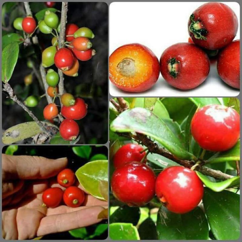 KKB Cedar Bay Cherry, Australian Bay Cherry, Eugenia reinwardtiana ...