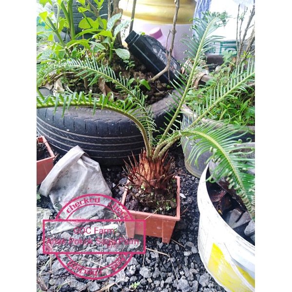 Anak Pokok Sago Palm/Cycas Revoluta Bonsai | Shopee Malaysia