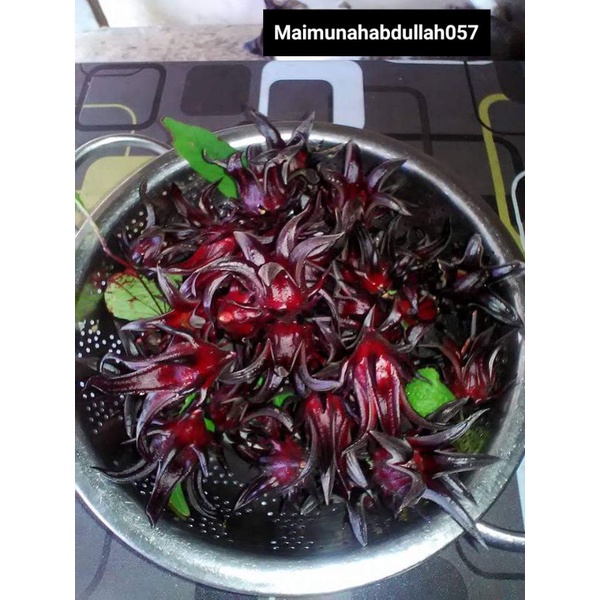 Buah Rozel Segar Dari Pokok. | Shopee Malaysia