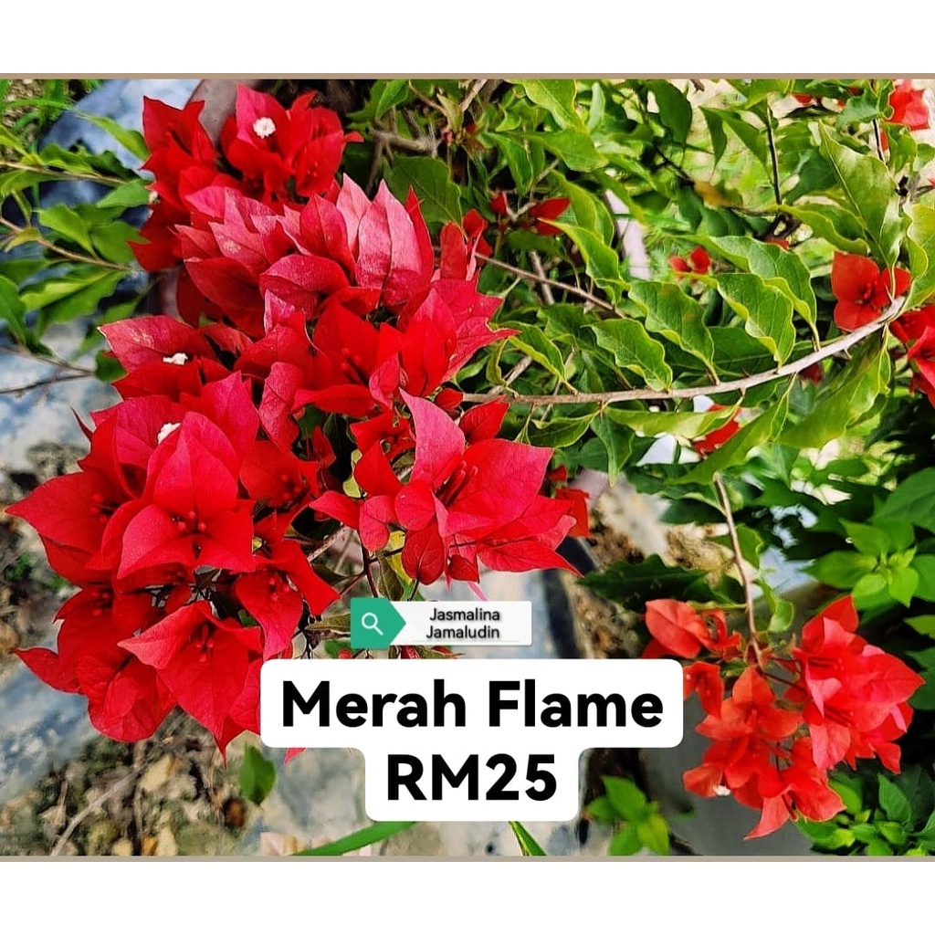 Bunga Kertas Bougainvillea Merah Flame Shopee Malaysia