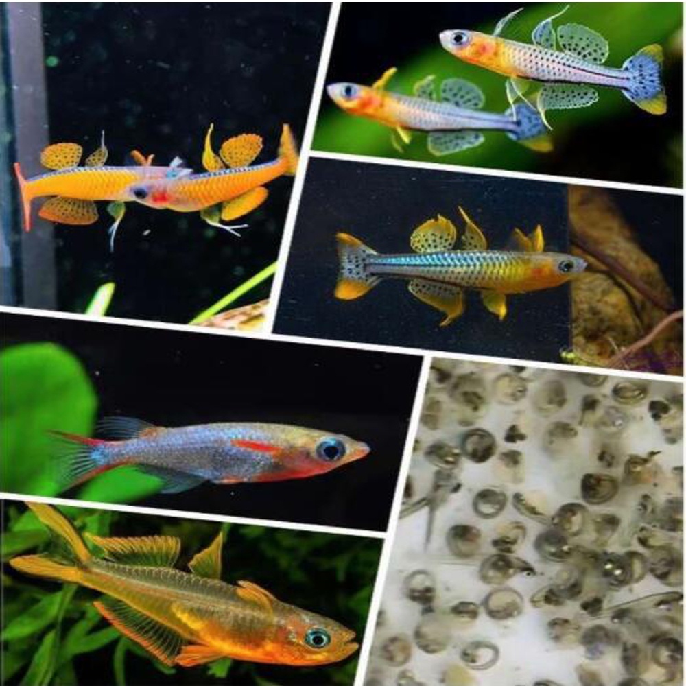 60mm Water + Magic Soil = Fish Medaka Killifishes Eggs Fishes Egg ...