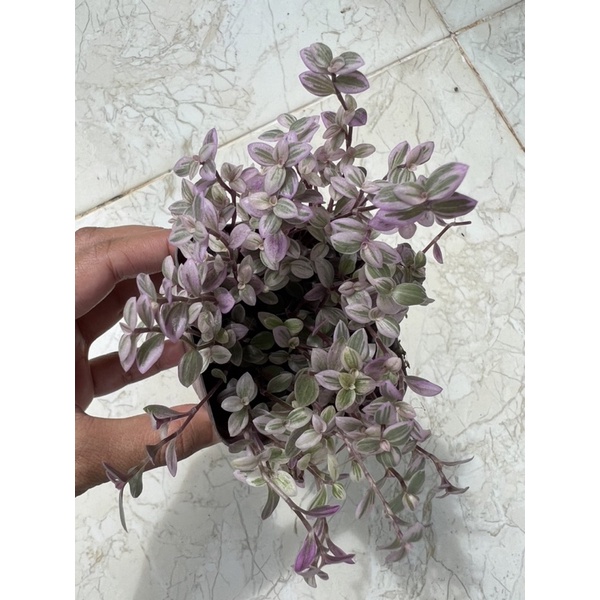 Callisia / Creeping Inchplant / Turtle Vine / Pink Lady Callisia Rosato ...