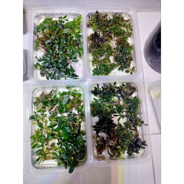 bucep bucephalanra sp mini mix jual perbekas | Shopee Malaysia