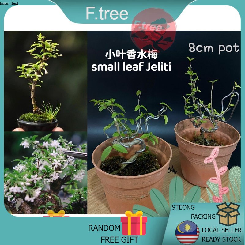 Jeliti small leaf,Wrightia Religiosa小叶香水梅 水梅(盆栽/bonsai plant/live plant ...