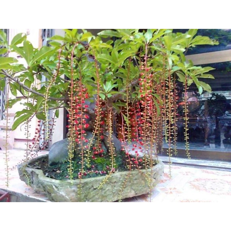 Anak pokok ulam putat mini (buah saiz kecil) | Shopee Malaysia