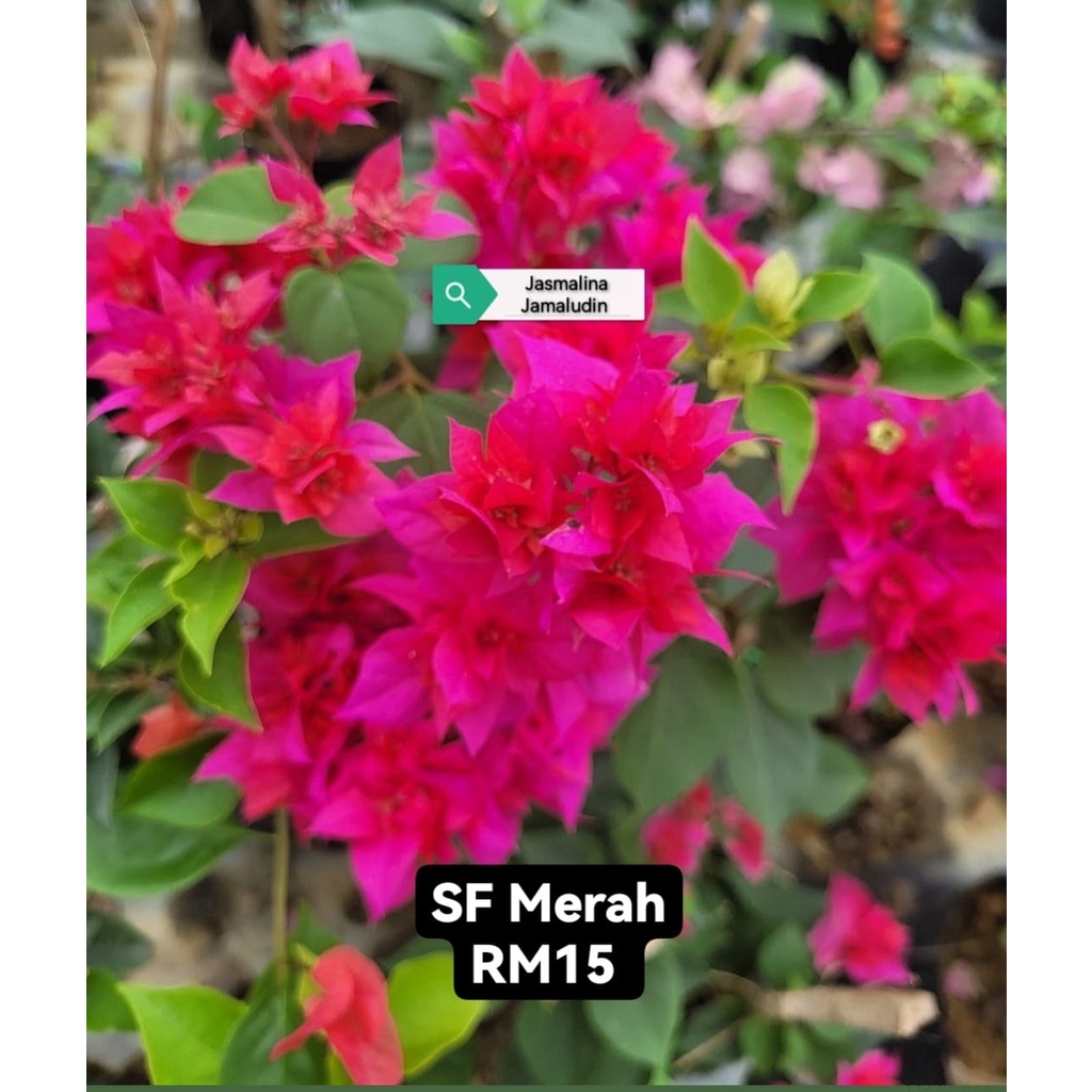 Bunga Kertas Bougainvillea Sanggul Fatimah Merah | Shopee Malaysia