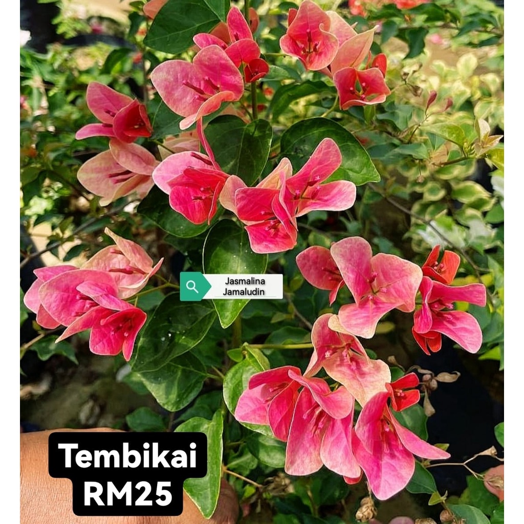 Bunga Kertas Bougainvillea Tembikai Shopee Malaysia