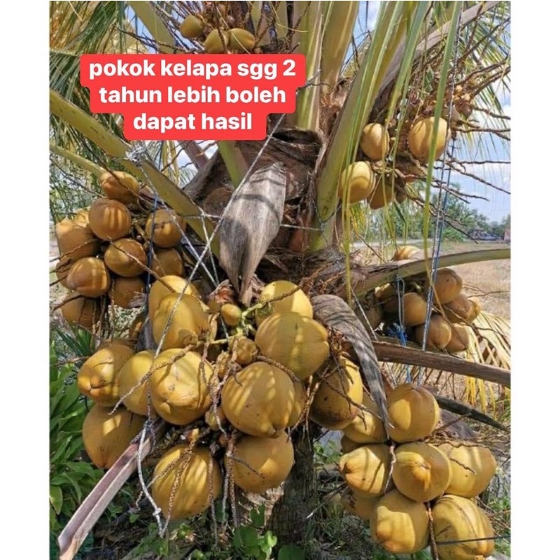 Anak pokok kelapa SGG dan Kelapa Pandan | Shopee Malaysia