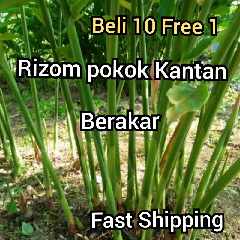 Anak pokok kantan(Rizom) | Shopee Malaysia