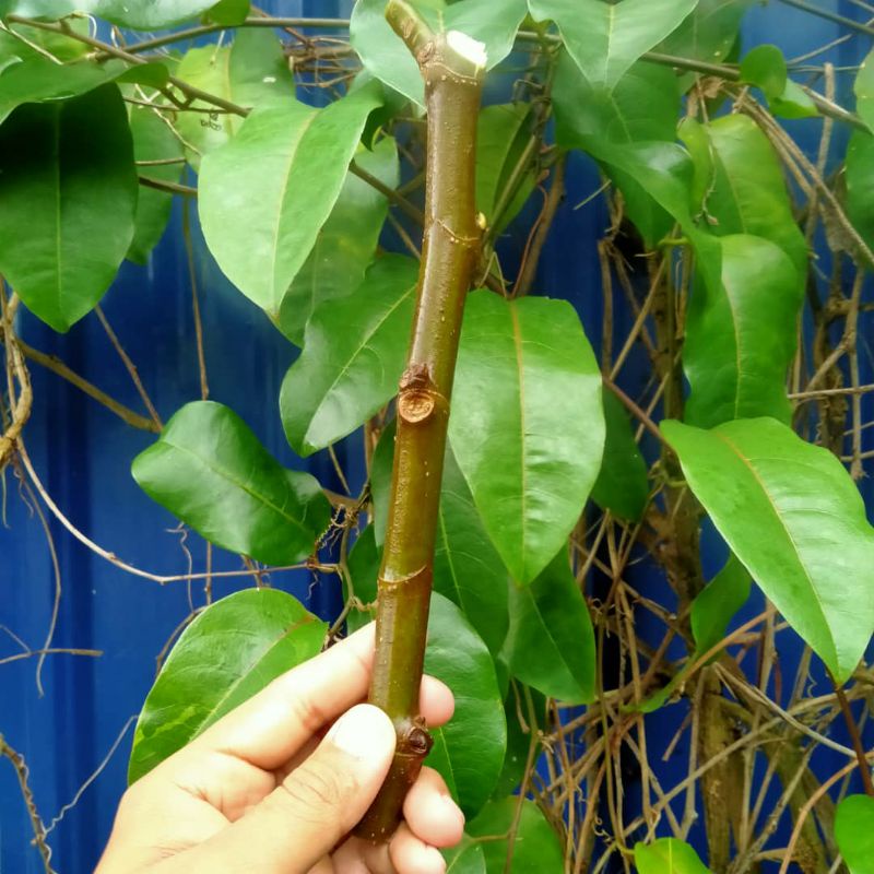 Keratan Batang Pokok Tin/Fig Matsui dauphine | Shopee Malaysia