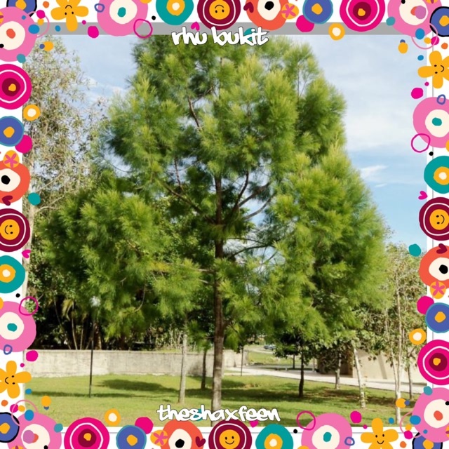 Pokok rhu bukit theshaxfeen | Shopee Malaysia