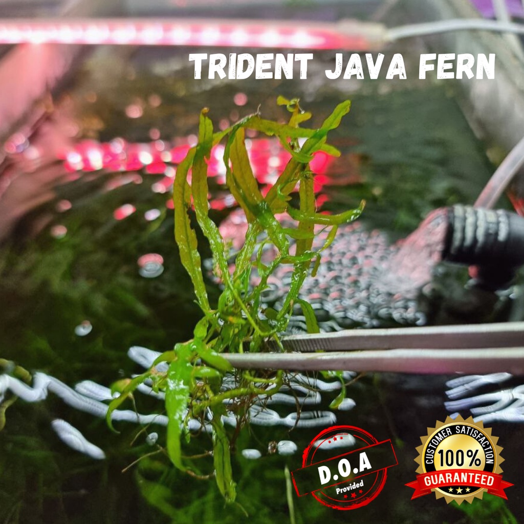 [LOCAL SELLER] Trident Java Fern (Aquascape/Aquarium/Moss/Shrimp/Fish ...