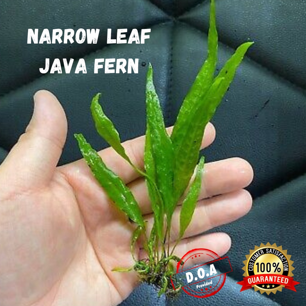 [LOCAL SELLER] Narrow Java Fern Aquatic Plant (Aquascape/Aquarium/Moss ...