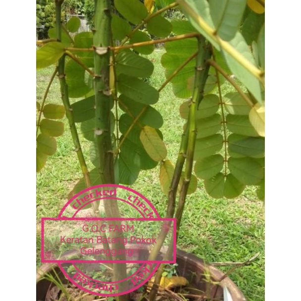 Keratan Batang Pokok Gelenggang (Sebatang RM 6) | Shopee Malaysia