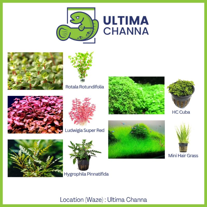 Aquatic Plants: Rotala Rotundifolia/ Ludwigia Super Red/ Hygrophila ...