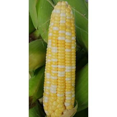 Biji benih jagung mutiara F1 hybrid. RM5 30seeds,RM10 65seeds.F1HYBRID ...
