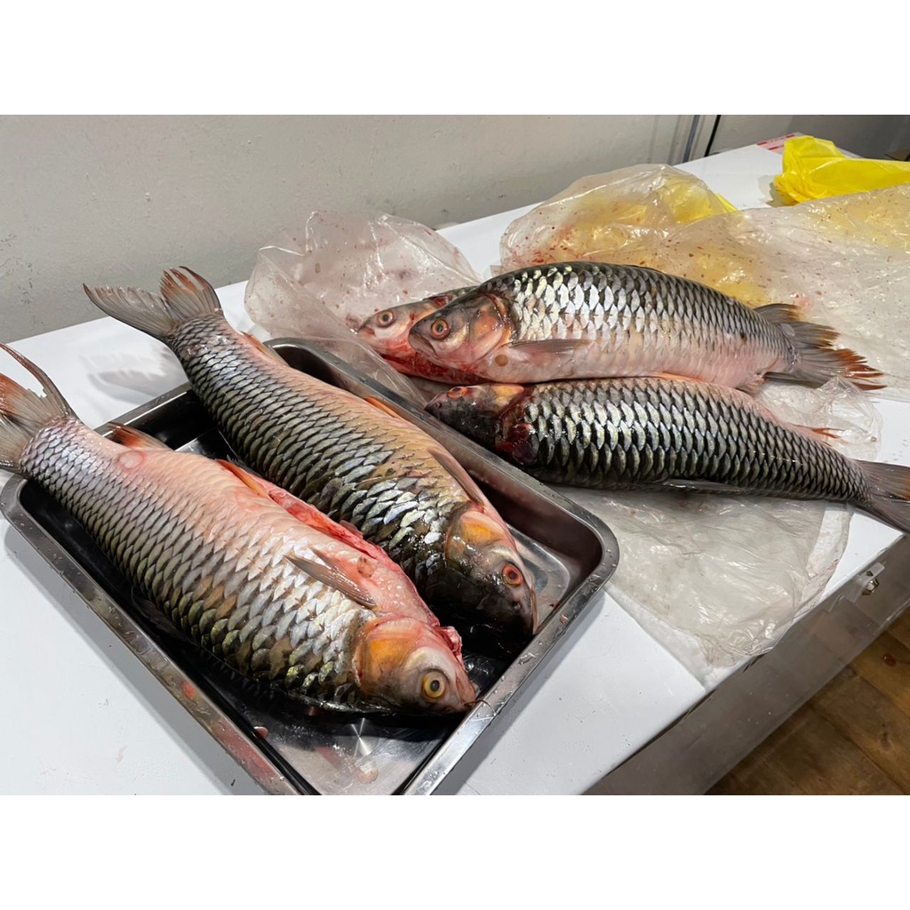 FRESH FROZEN Wild Sultan Fish Sg Pahang 1.4kg-1.55kg / 野生红尾苏丹鱼王 ...