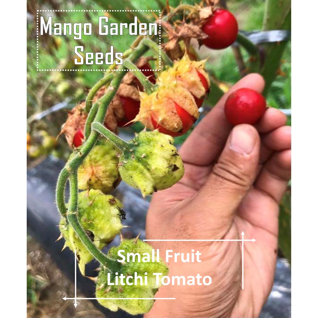 Heirloom Litchi Tomato Seeds - 5 Seed *Pot Friendly* Tanam Pasu Lithi ...