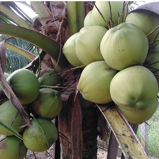 Baja Kelapa Fertilizer for Coconut 1kg | Shopee Malaysia