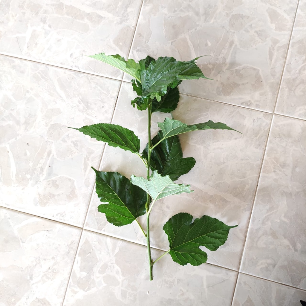 Pokok Mulberry Hybrid Thailand Benih Pucuk Tanaman Kerat Pokok Matang ...