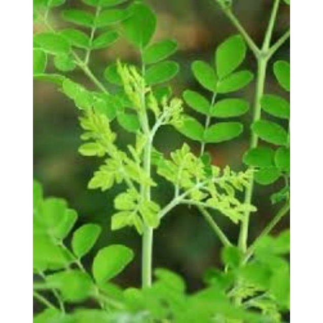Pucuk daun moringa/ kelur/ munggai 100 gram | Shopee Malaysia
