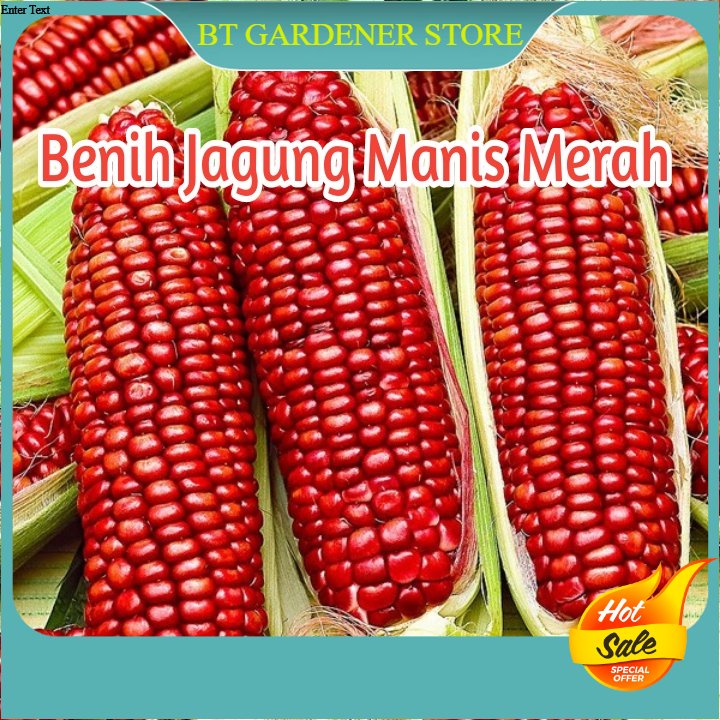15 Biji benih jagung merah dark red corn seeds untuk ditanam Ready ...