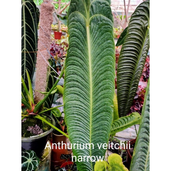 Anthurium veitchii super narrow(King) | Shopee Malaysia
