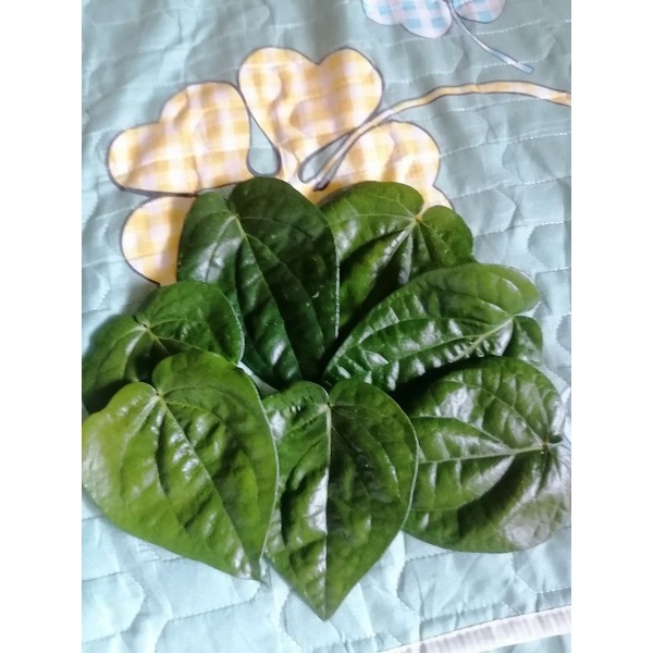 Daun sirih (pinang segar) | Shopee Malaysia