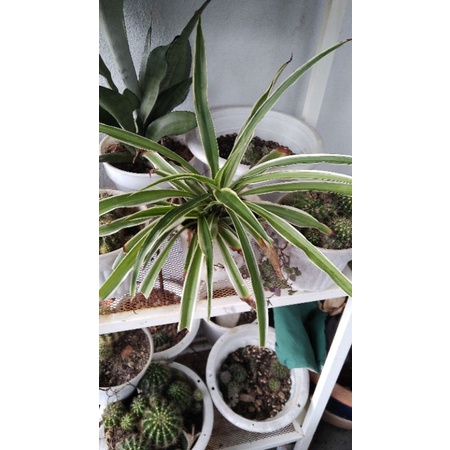 pokok Spider Plant(pokok hidup) | Shopee Malaysia