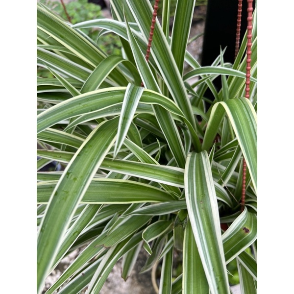 3 Anak Pokok Spider Plant / Pokok Labah-Labah / Pokok Pandan Hiasan ...