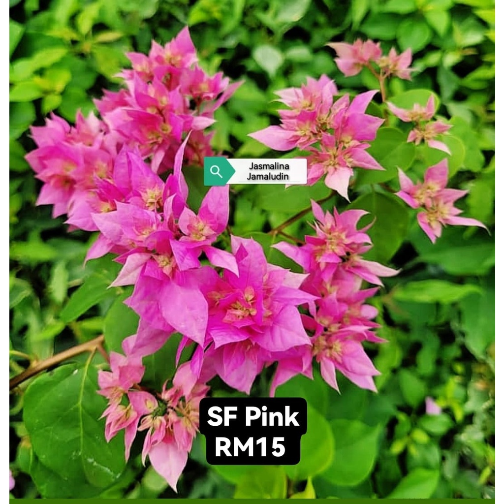 Bunga Kertas Bougainvillea Sanggul Fatimah Pink | Shopee Malaysia