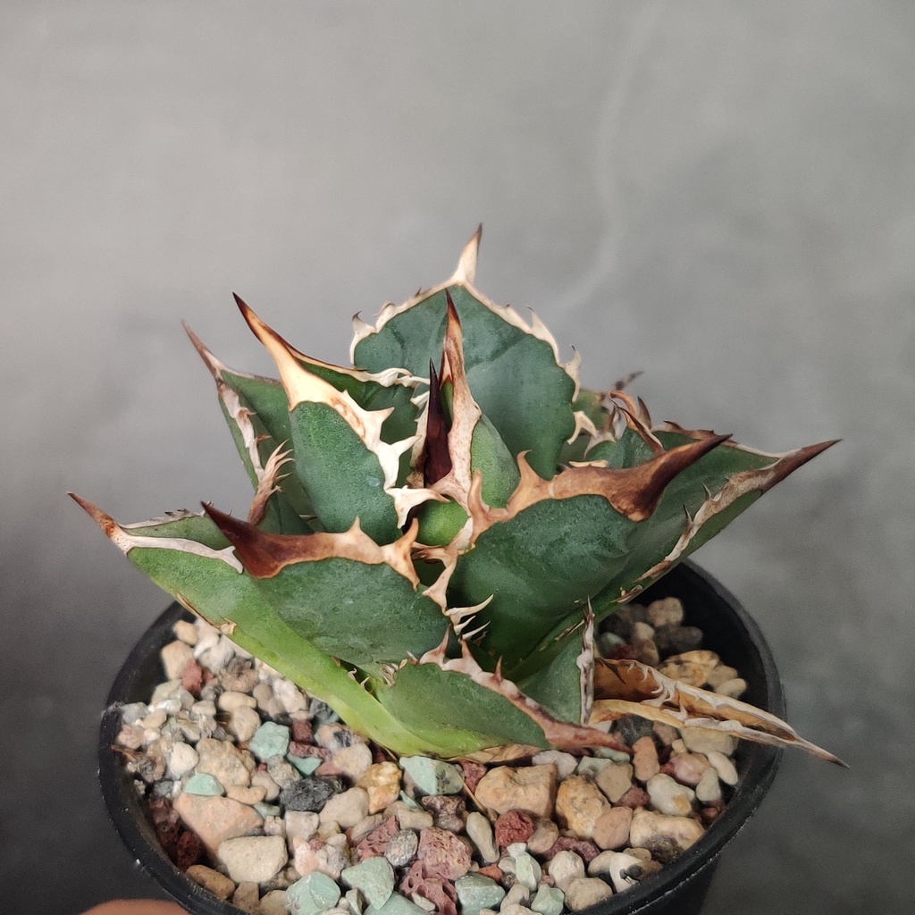 ModestaPlants – Agave Titanota ‘Tower of Babel’ 控养 小岛白刺 严龙/仁王冠 │ Rare ...