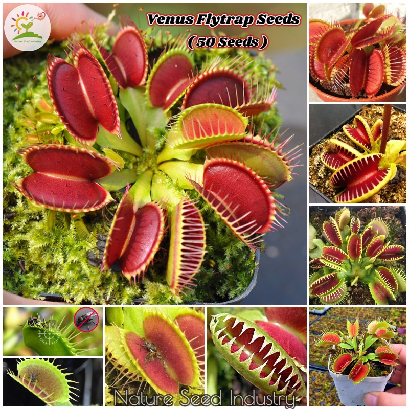 Venus Flytrap Seeds for Planting (50 seeds/bag) | 捕蝇草种子 | Rare ...