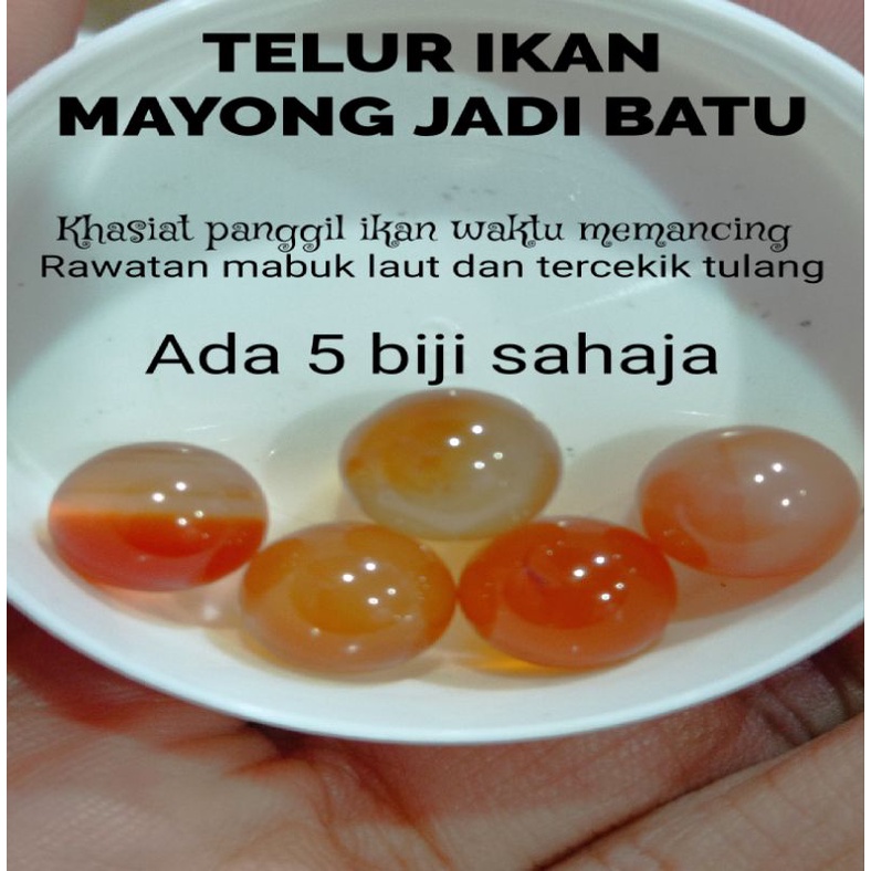 [RAHSIA MEMANCING] Telur ikan mayong jadi batu pemikat ikan pancing ...