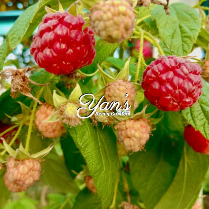 Biji Benih Raspberry (30 biji) | Shopee Malaysia