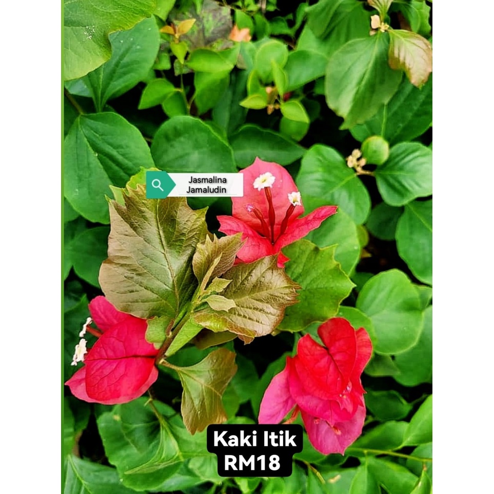 Bunga Kertas Bougainvillea Kaki Itik | Shopee Malaysia