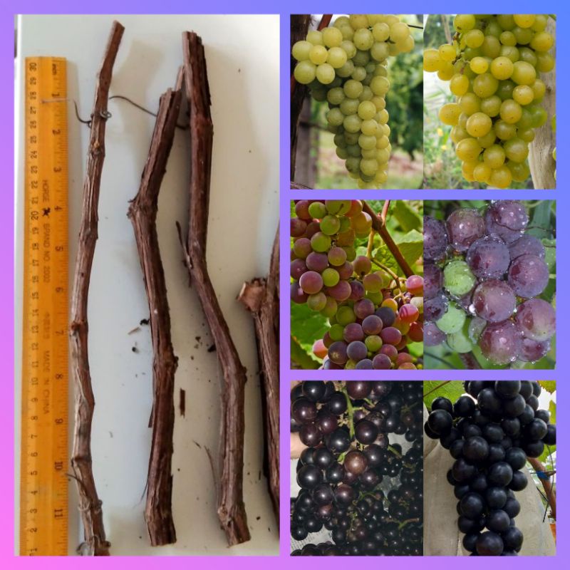 Keratan Batang Pokok Anggur / Grape Vine Cutting🌟Ditanda Anak Panah ...