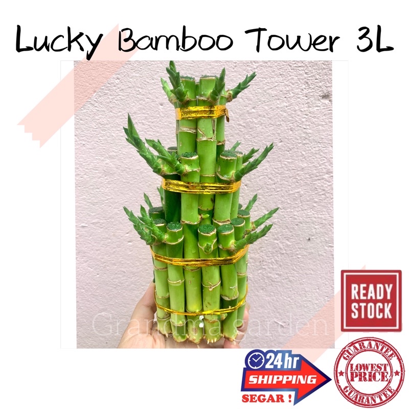 (GG real plant) lucky bamboo tower 3L ^ feng shui pokok hidup hiasan ...