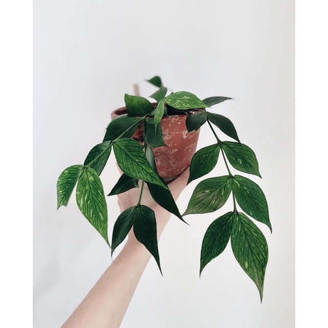 RARE Hoya Polyneura Fishtail (Real Plant) | Shopee Malaysia