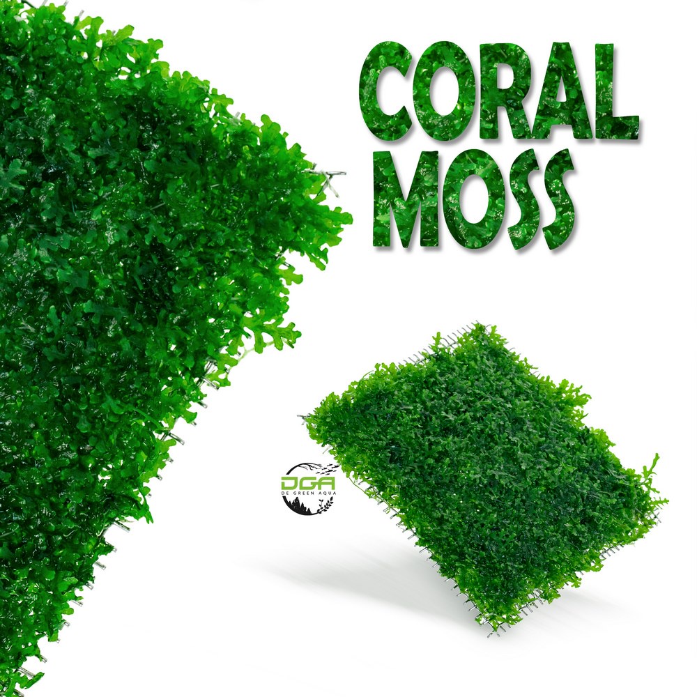 Aquatic plants Riccardia sp. chamedryfolia Coral moss mini pelia 8cm ...