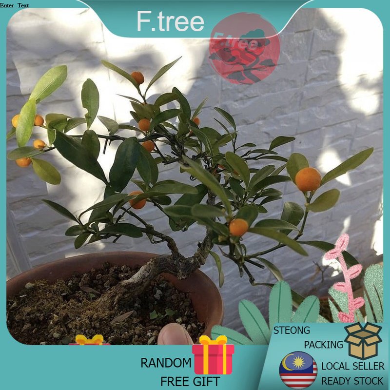 Japanese Kinzu bonsai material/日本 金豆柑 素材(盆栽/bonsai plant/live plant ...